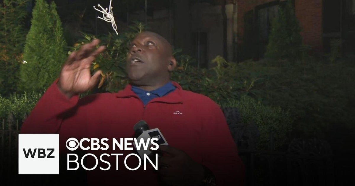 WBZ reporter pranked on live TV by fake spider while covering Joro ...