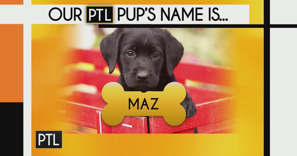 We revealed the name of our newest PTL Pup - CBS Pittsburgh
