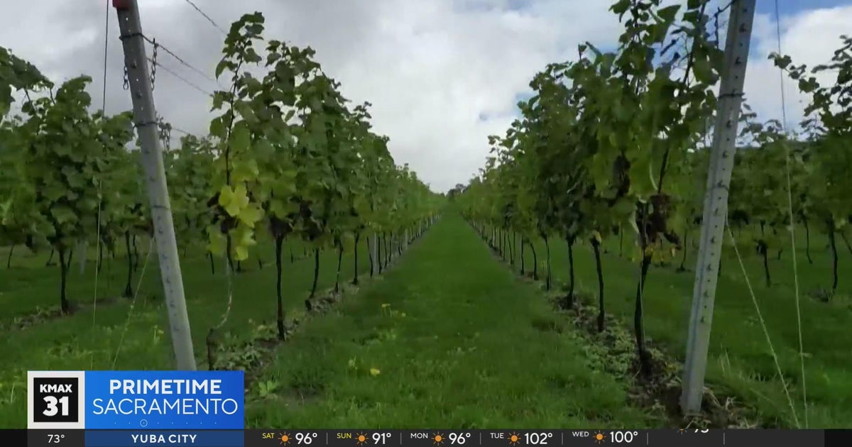 Growing grapes amid climate change | The Answer - CBS Sacramento