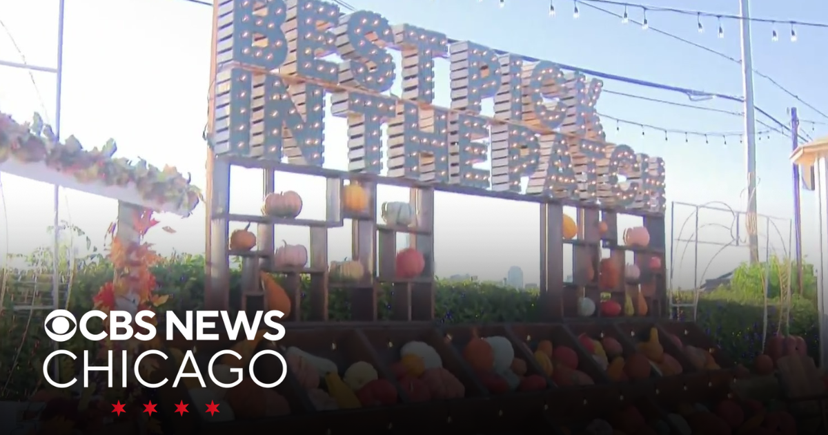 Jack’s Pumpkin Pop-Up in Goose Island - CBS Chicago