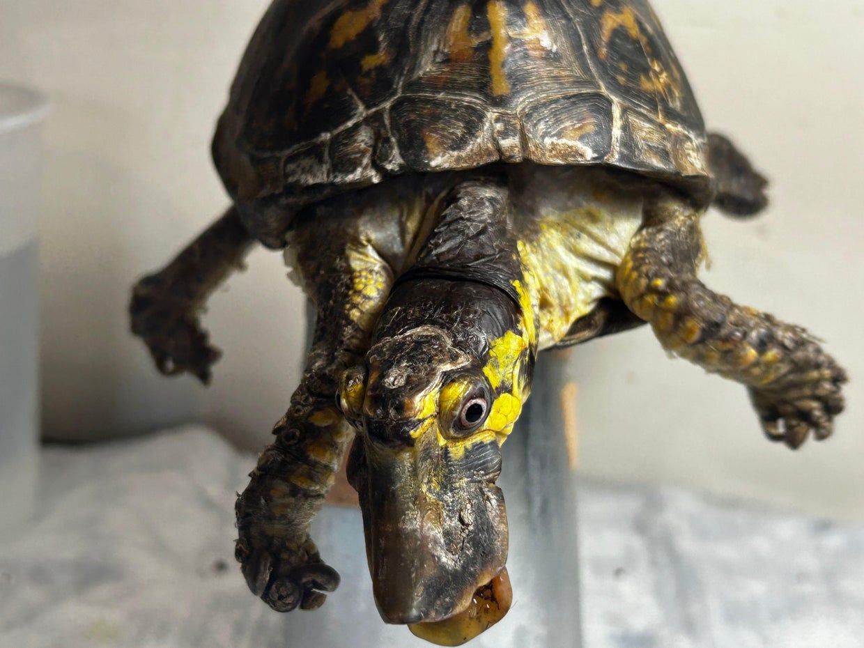 Turtle rescue on Long Island removes extraordinary beak from "Mr ...