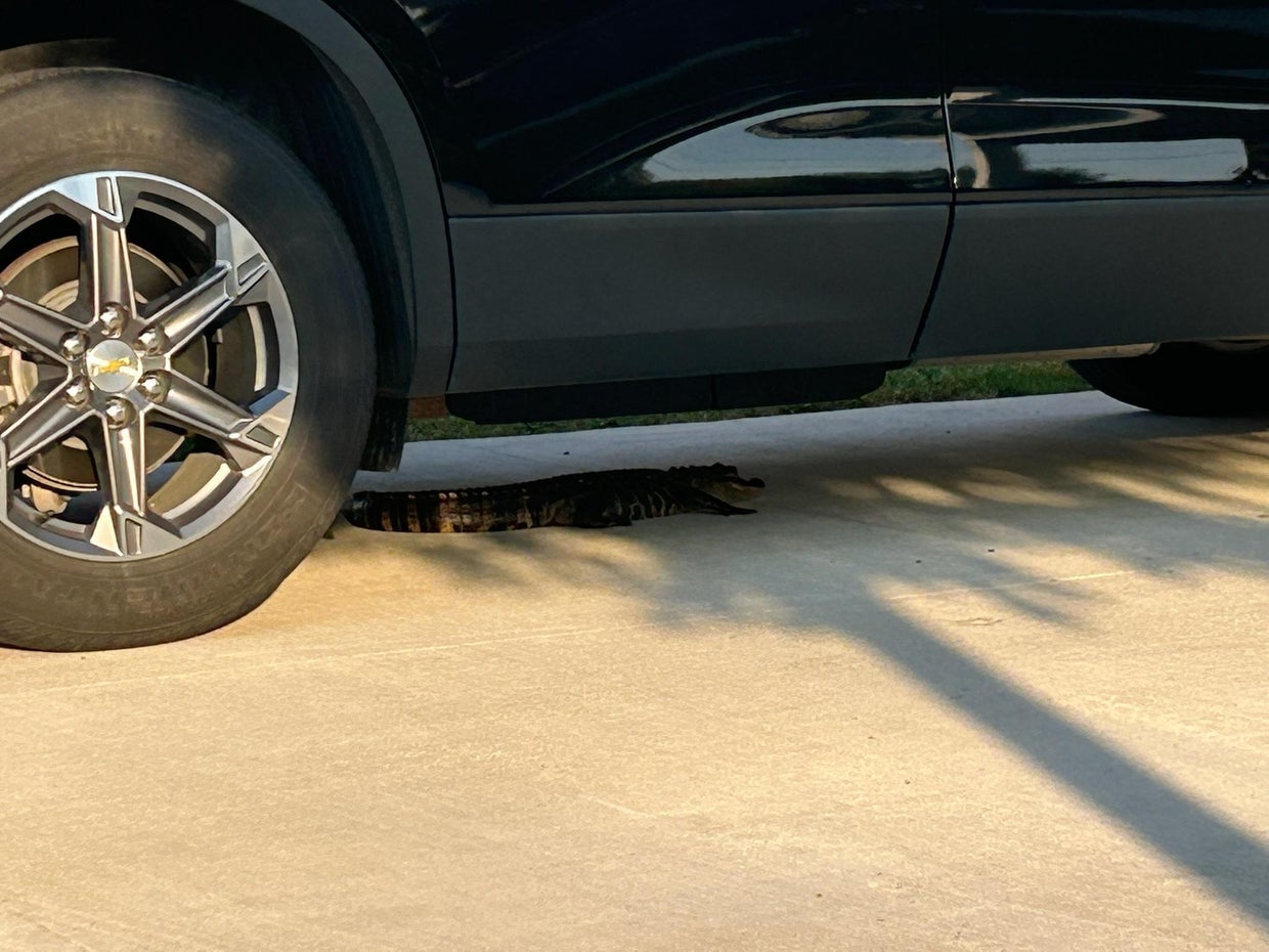 Alligators in Michigan? Sterling Heights police wrangle alligator found ...