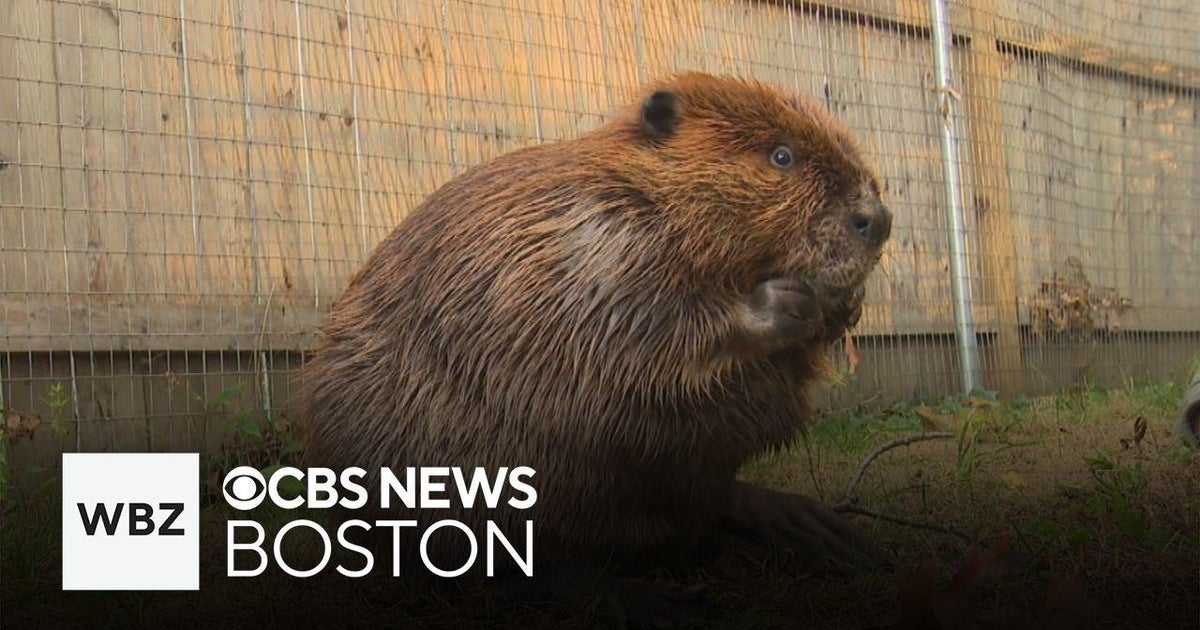 Nibi the beaver to stay at Massachusetts wildlife center and more top ...