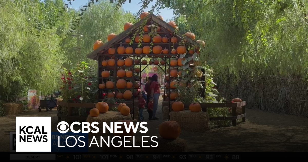 Live Oak Pumpkin Patch draws large crowds despite high heat in Inland ...
