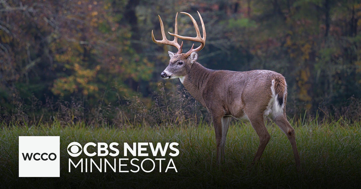 Follow these essential deer hunting safety tips - CBS Minnesota