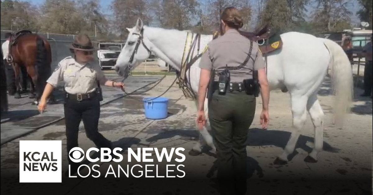 LA Park Rangers throw retirement party for beloved horse - CBS Los Angeles