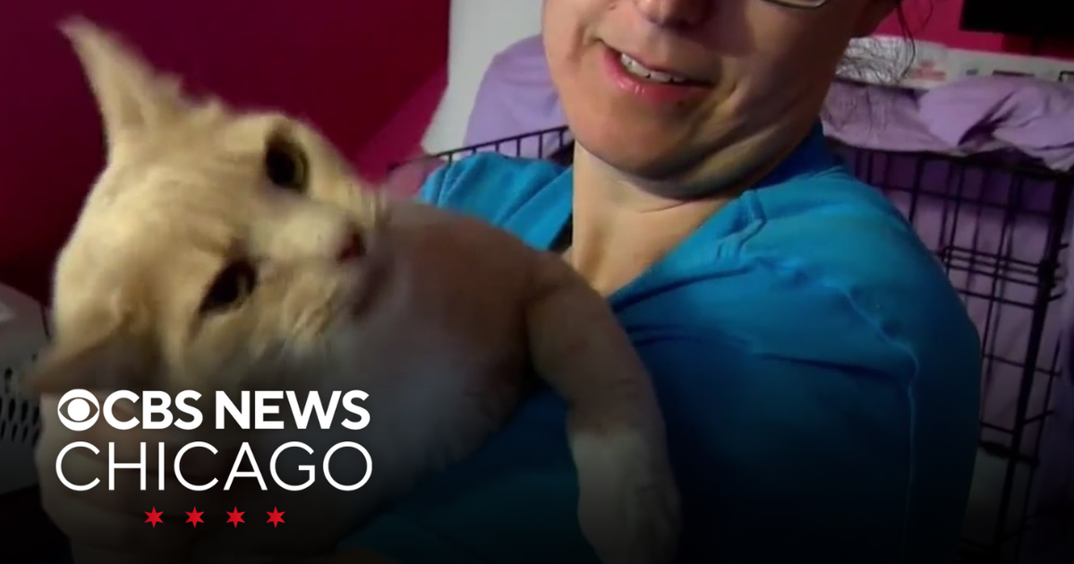 Volunteers, first responders rescue animals from Hurricanes Helene ...