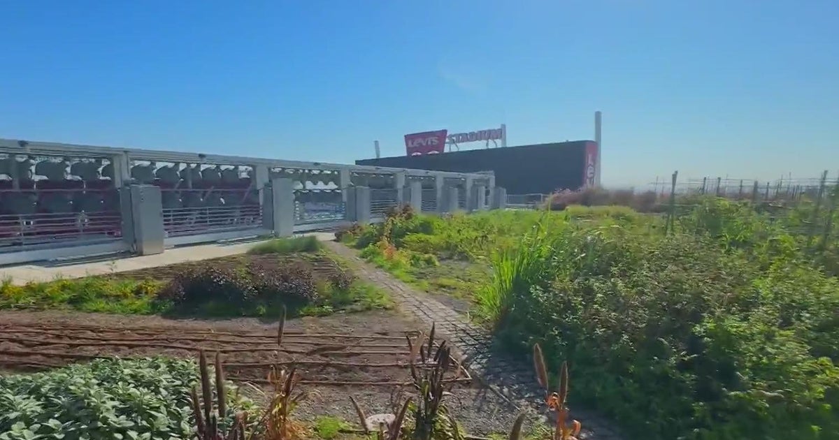 Organic farm at top of Levi's Stadium helps fight global warming - CBS ...