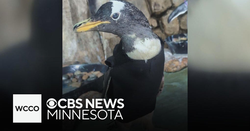 Elderly penguin fitted with custom wetsuit - CBS Minnesota