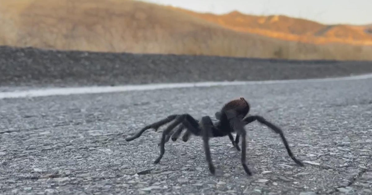 Tarantulas on the move near Pinnacles National Park during the peak of ...