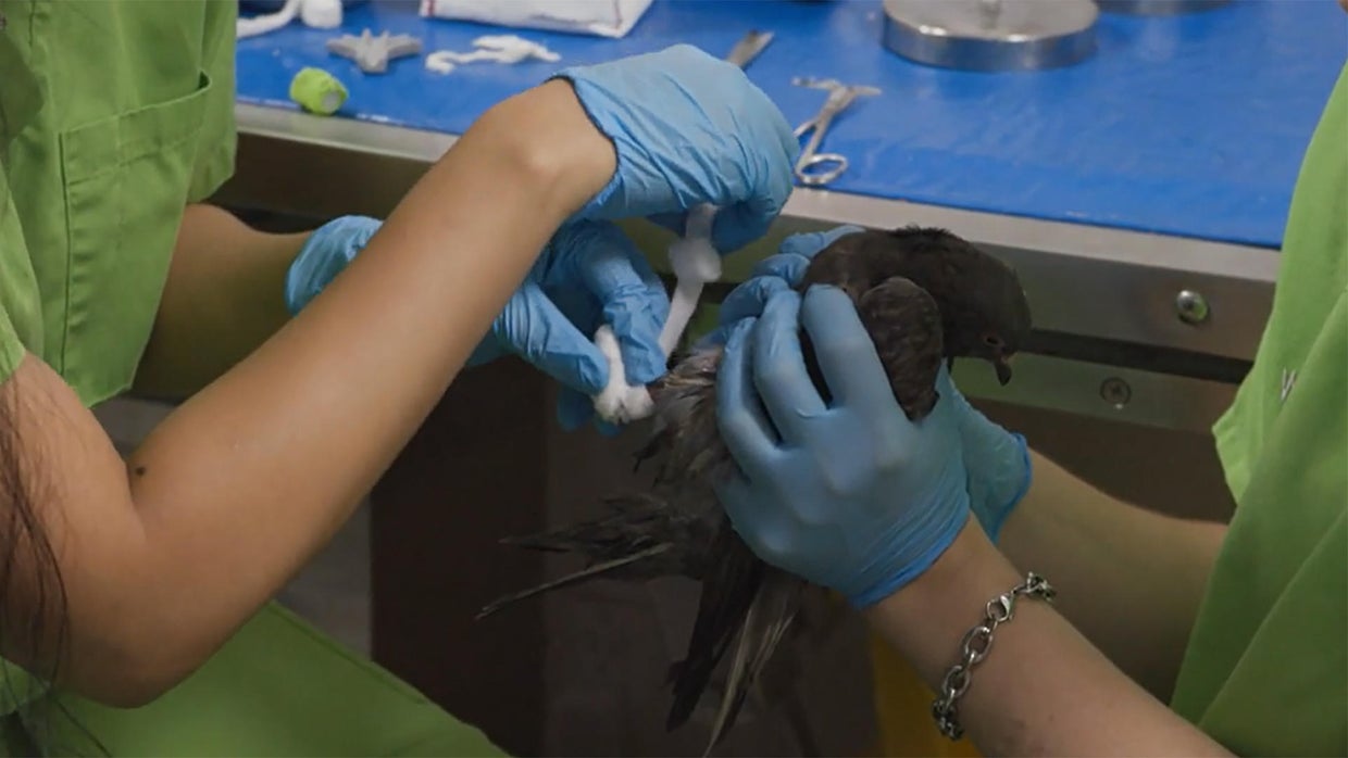 What you never knew about pigeons - CBS News