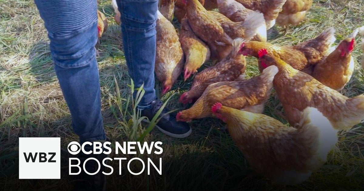 Do Your Job: Working with hens and eggs at Codman Community Farms - CBS ...