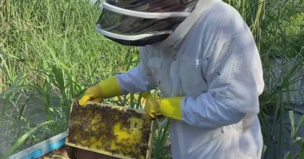 South Florida beekeeper removes nuisance hives, relocates them to a bee ...