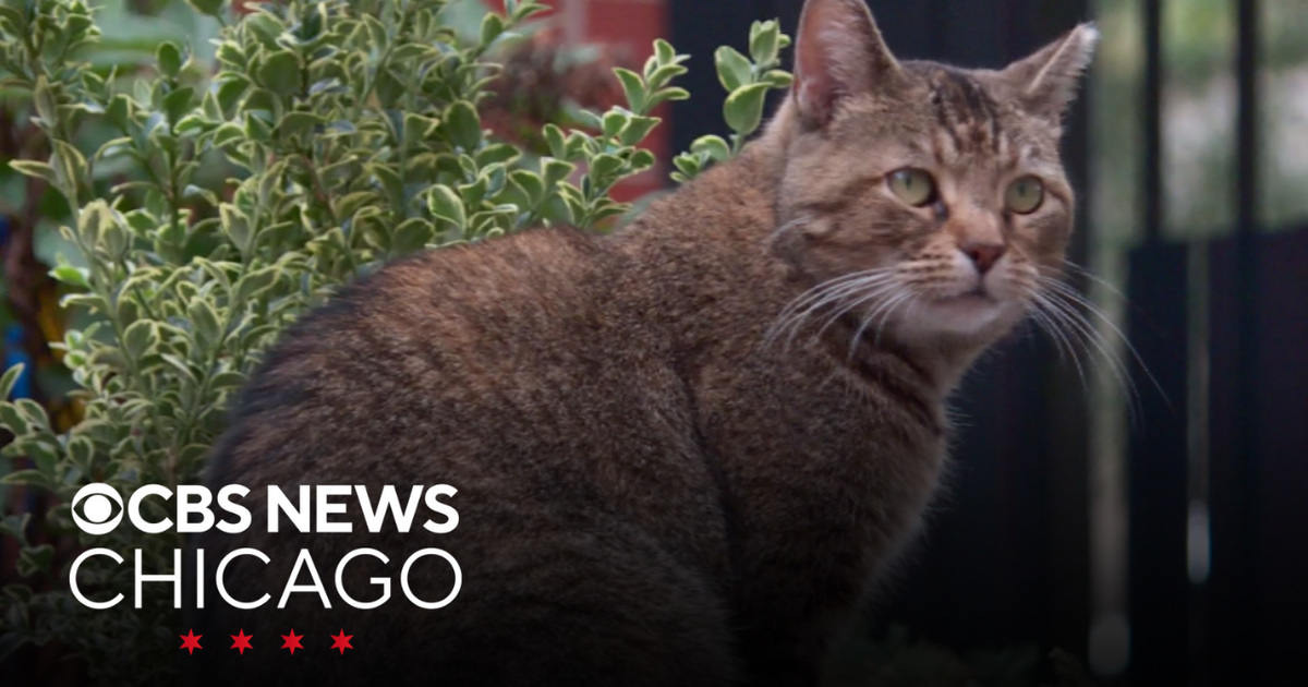 Adopted Chicago cat hailed as prolific exterminator of neighborhood ...
