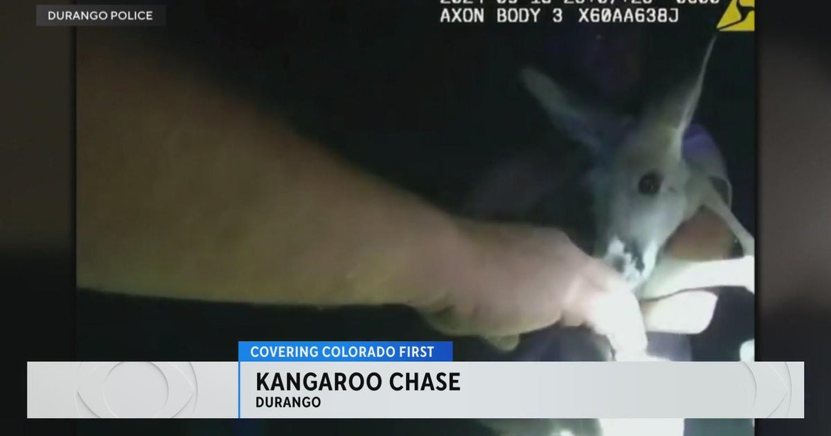 Police in southwestern Colorado capture kangaroo that ran away from ...