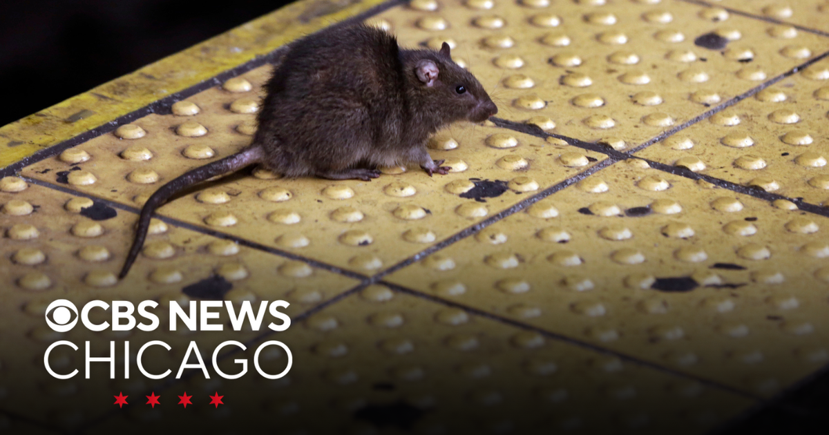 Chicago alderperson warns of rat poison being placed around Rogers Park ...