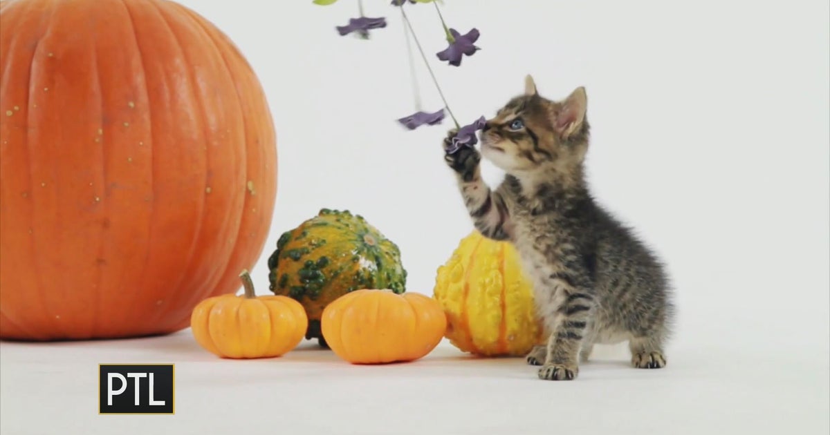 Halloween safety for pet owners and National Pet Obesity Awareness Month | Ask Dr. Mike - CBS ...