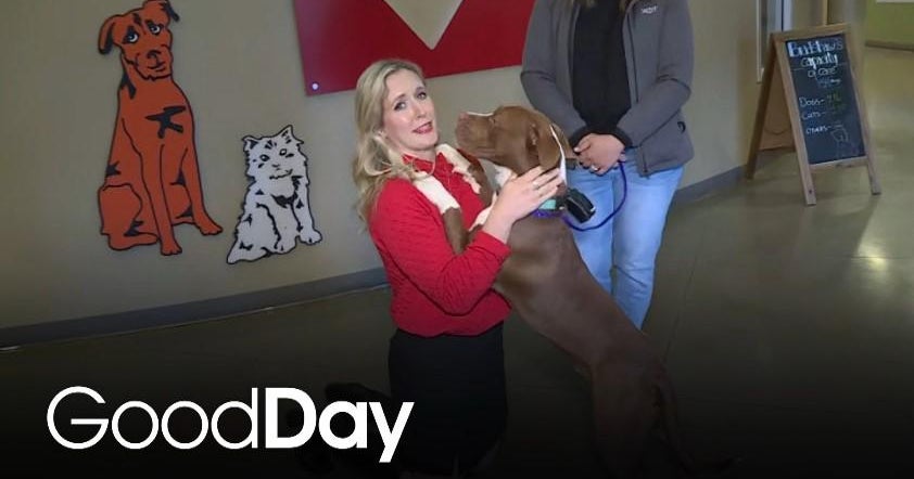 Get Ready for a Tail-Wagging Event with Cute Treasures for Your Pets! - Good Day Sacramento