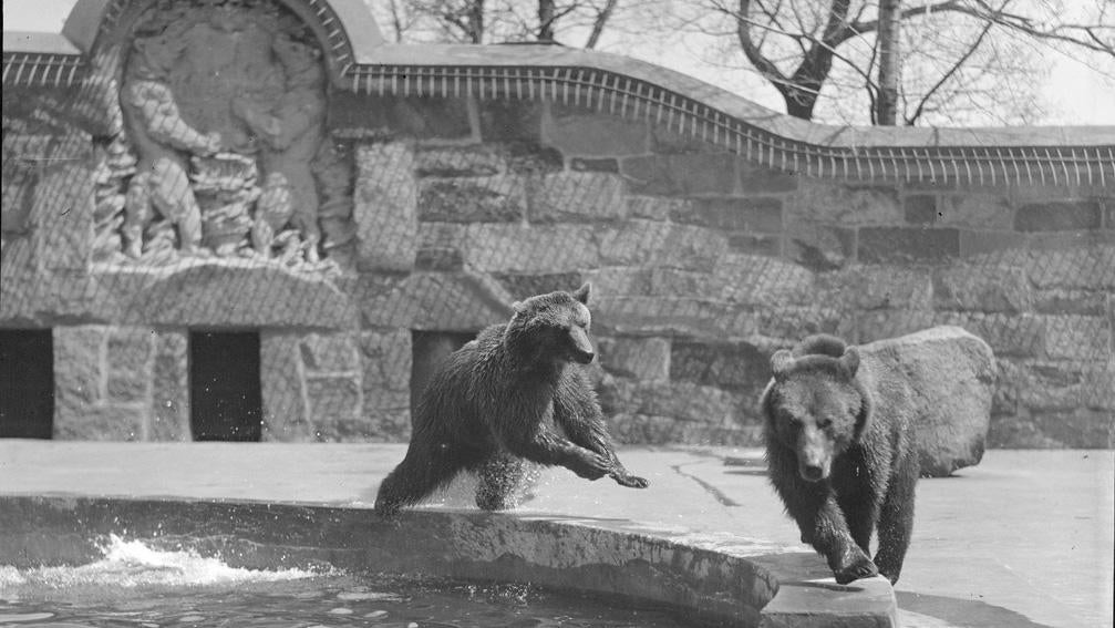 Boston takes step toward revitalizing old bear dens in Franklin Park ...