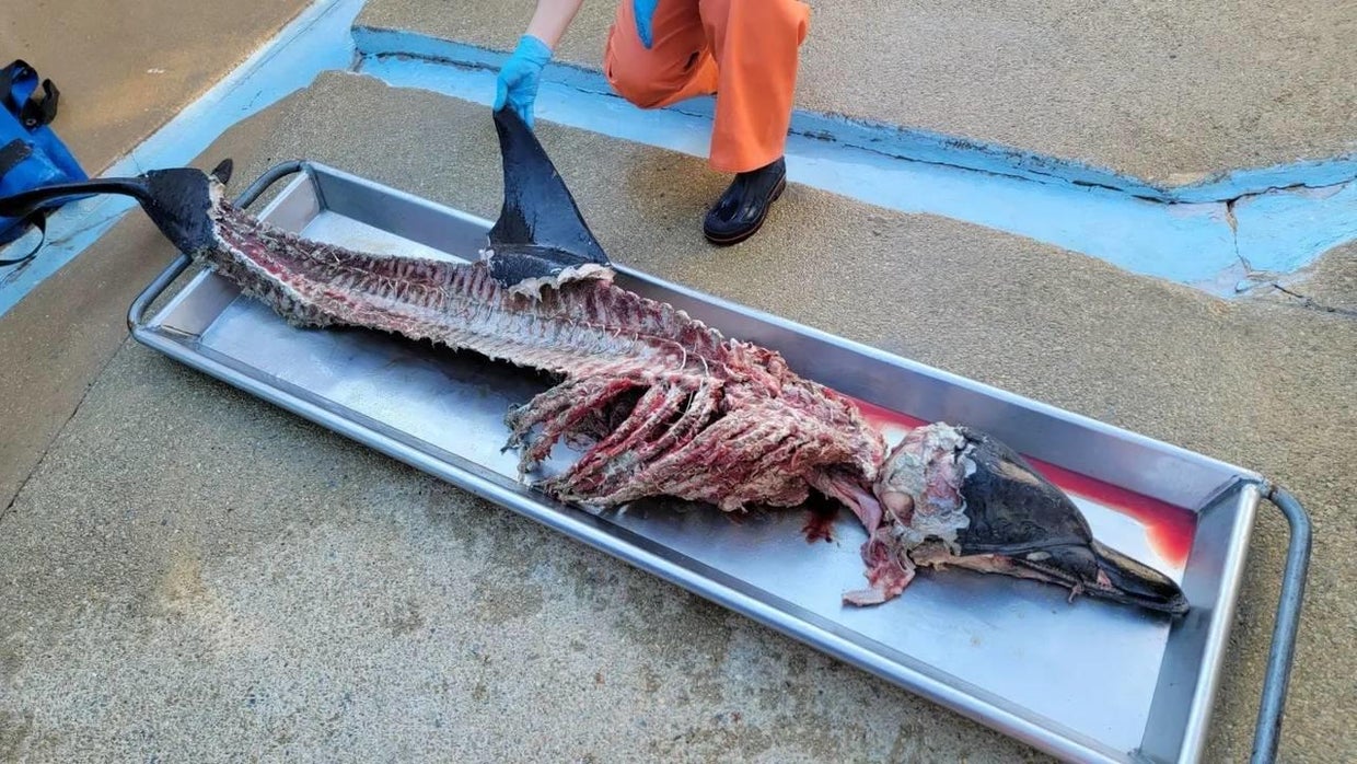 Butchered remains of dolphin with its organs removed found on New ...