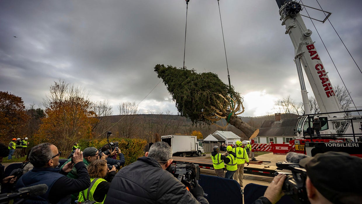 Rockefeller Center Christmas tree cut down in Massachusetts: "It's a ...
