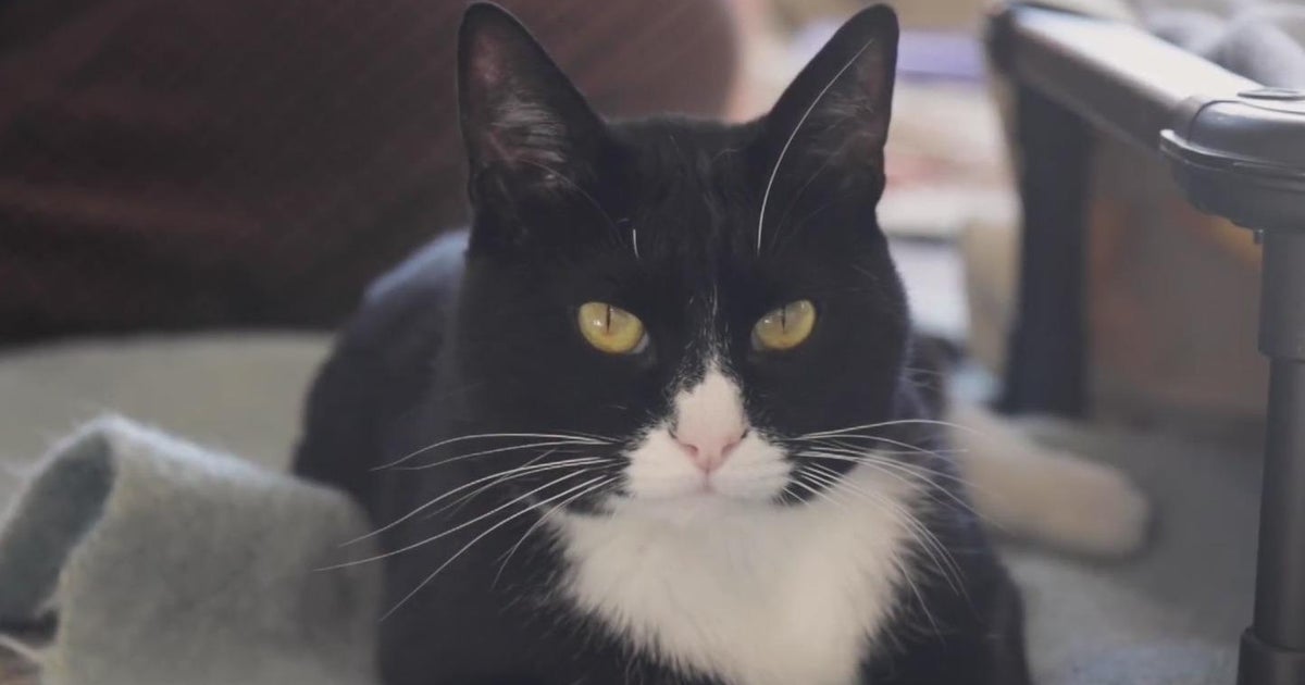 Furry Fridays: Meet Kuma and Monster Jam - CBS Detroit