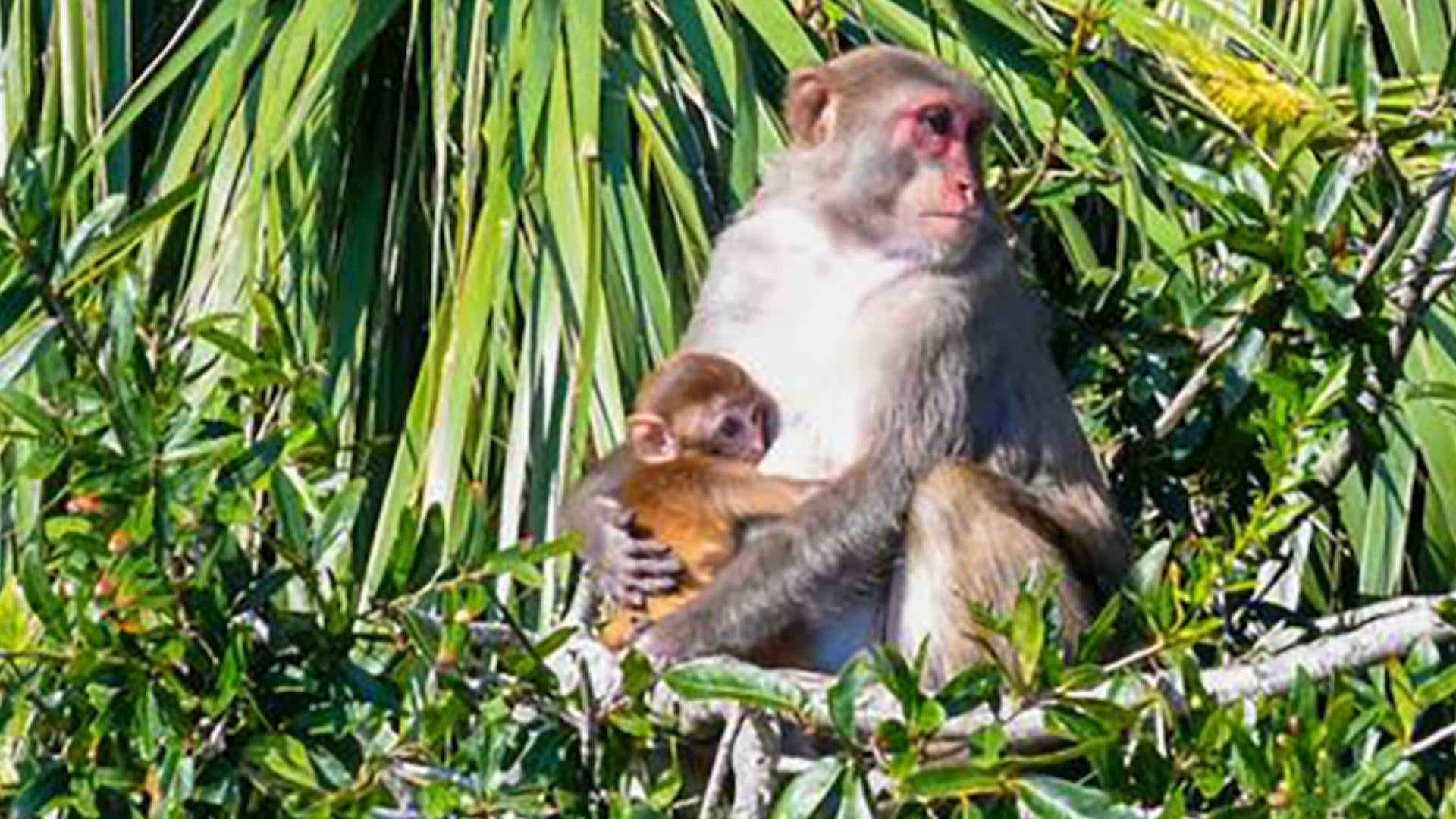 complete monkey news