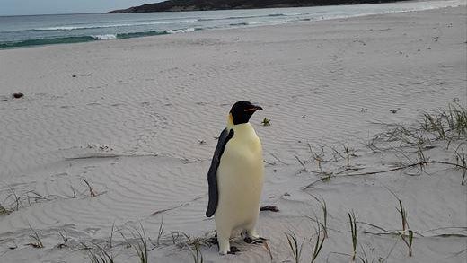 Penguin news - Today’s latest updates - CBS News