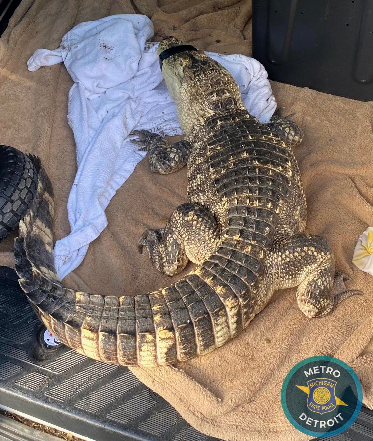 Michigan State Police find alligator, drugs and guns in raid of ...
