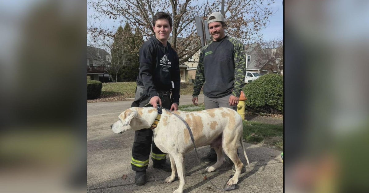 180-pound dog rescued by volunteer firefighters in Pennsylvania after ...