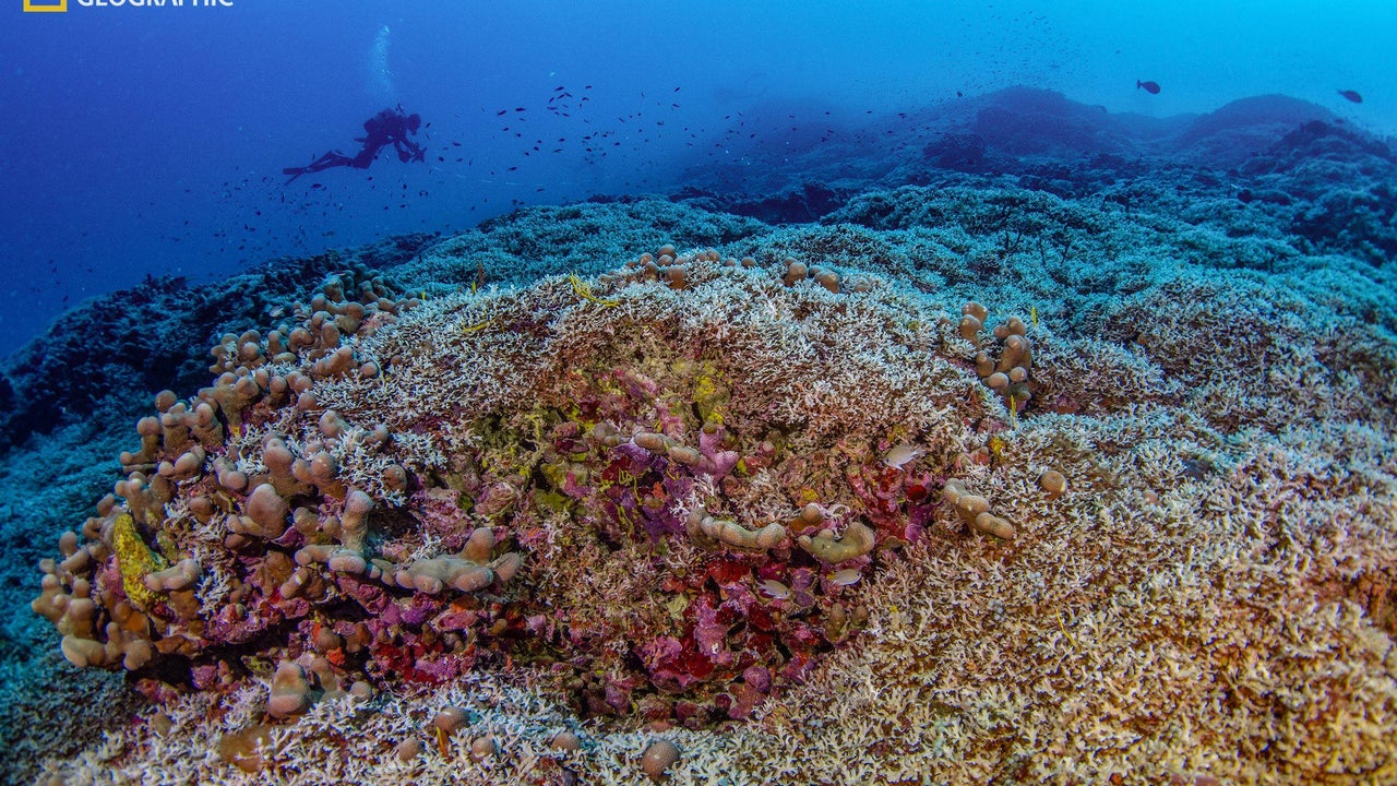 Coral Reef news - Today’s latest updates - CBS News