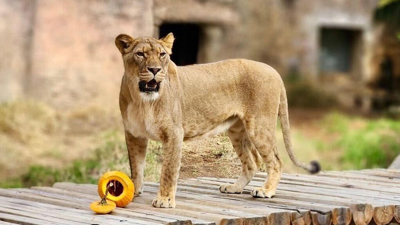 Sacramento Zoo news - Today’s latest updates - CBS Sacramento