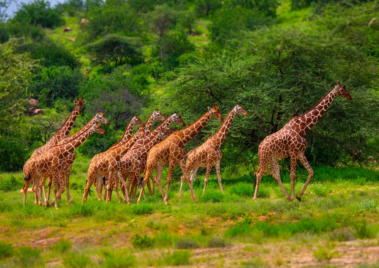 Giraffes need endangered species protection, U.S. officials say - CBS News