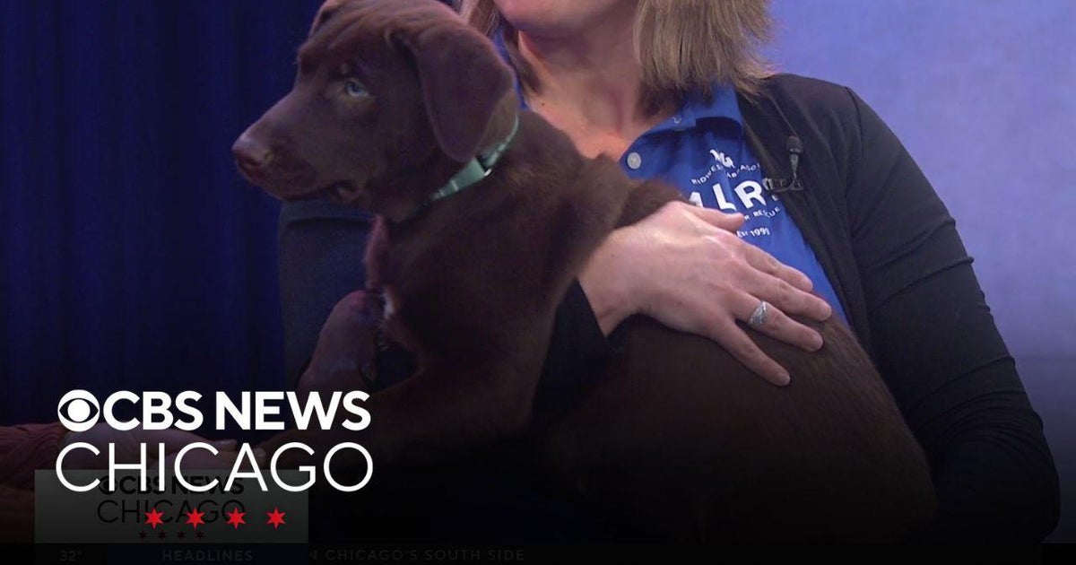 Pet Rescue Spotlight: Rae and Axel from Midwest Labrador Retriever ...