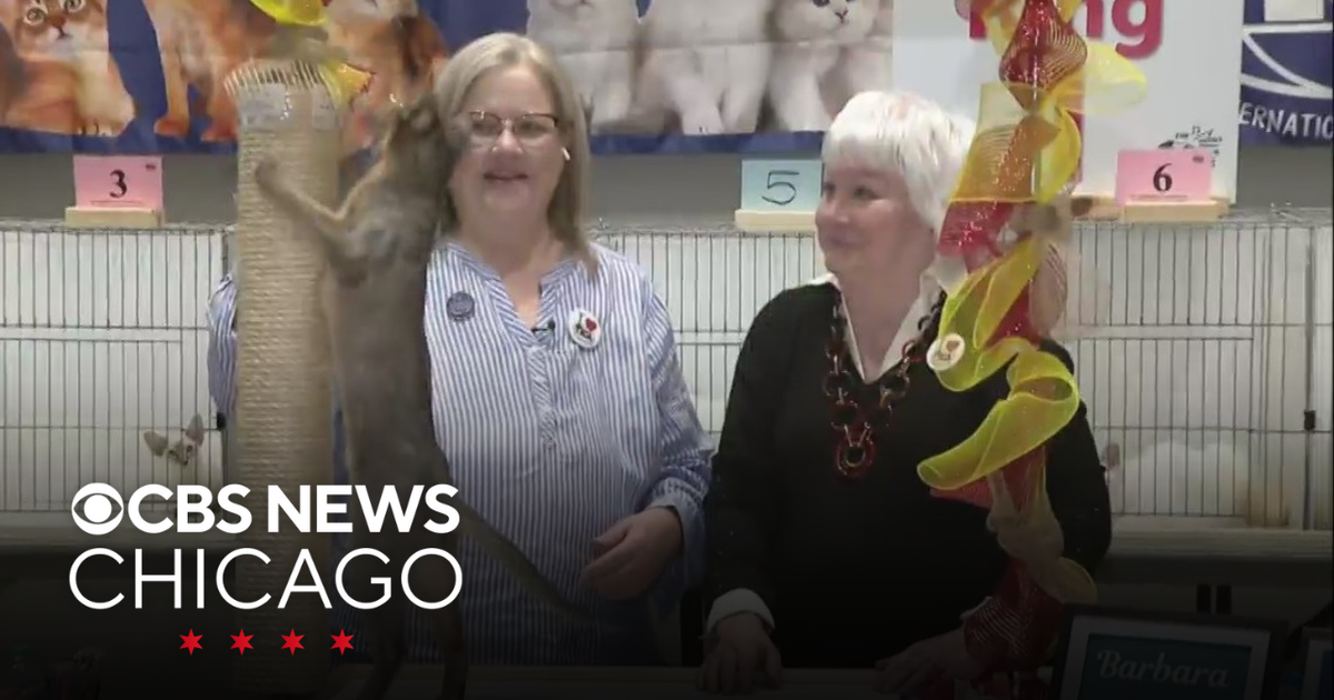 Great American Cat Show at Schaumburg Renaissance Convention Center ...