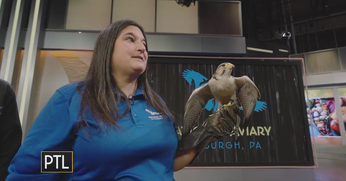 Meet Squire, the Lanner falcon, from the National Aviary - CBS Pittsburgh