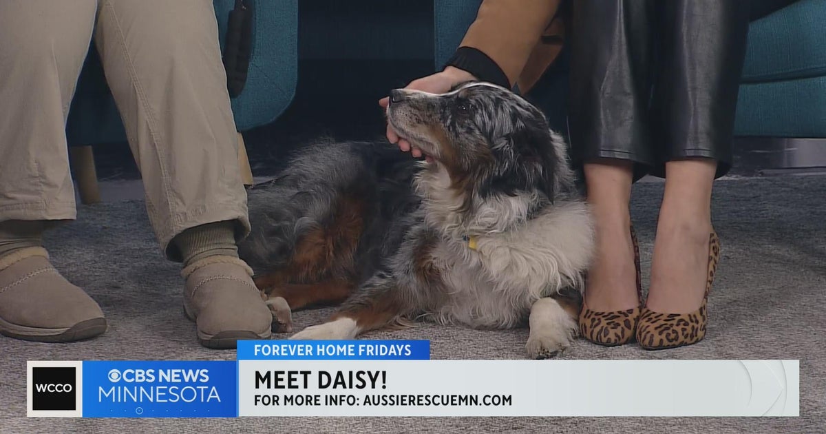 Meet Daisy, an 8-year-old Australian shepherd - CBS Minnesota