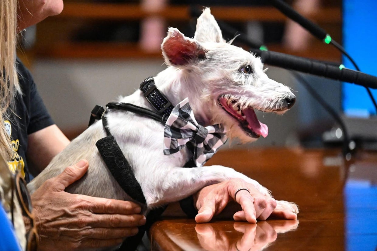 New Orleans rescue dog Scrim found safe yet again after going missing ...