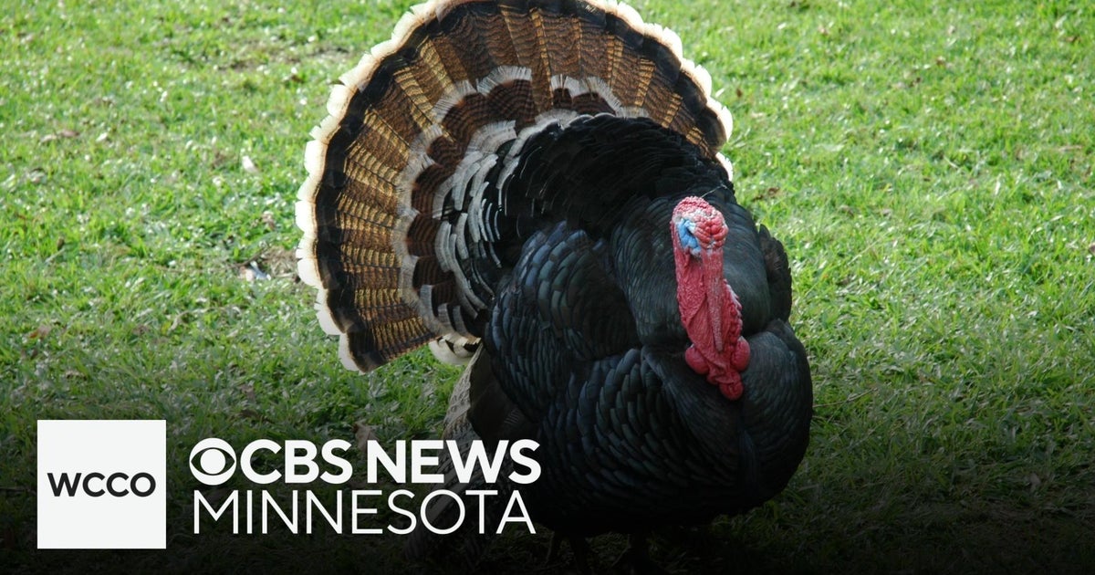 Wild turkeys become a nuisance for Minnesota residents - CBS Minnesota