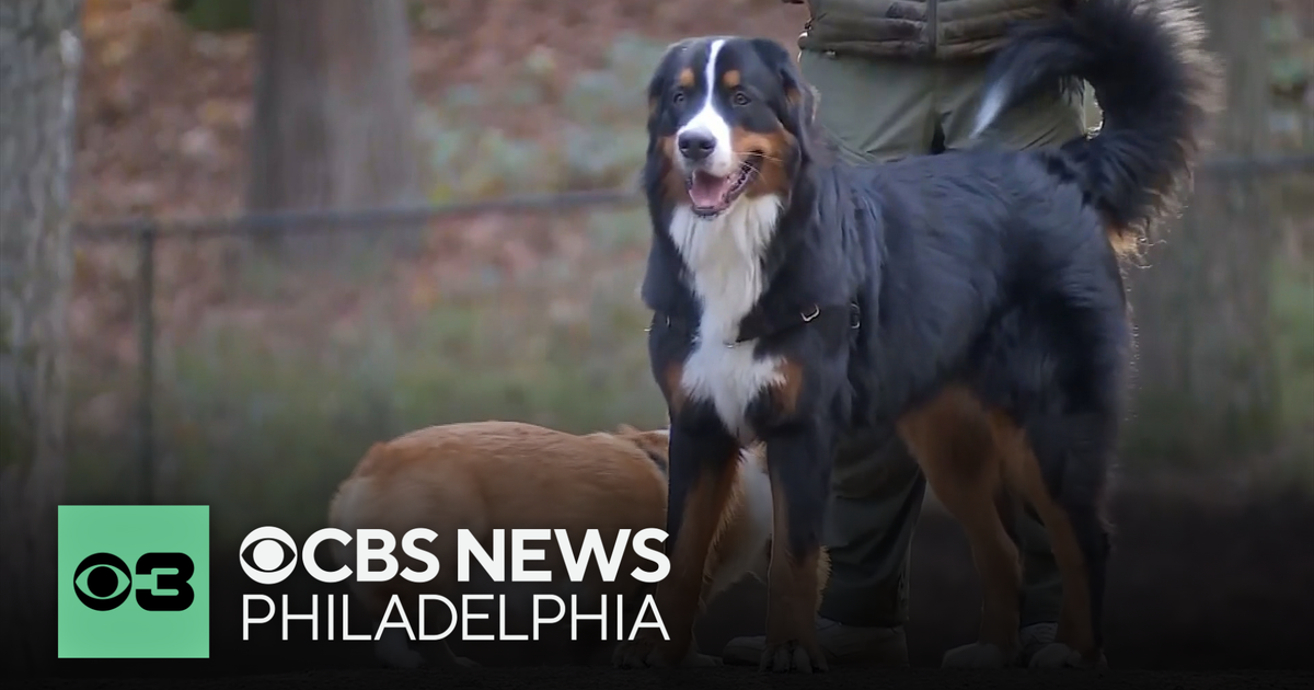 Understanding why dogs act on impulse | Pet Project - CBS Philadelphia