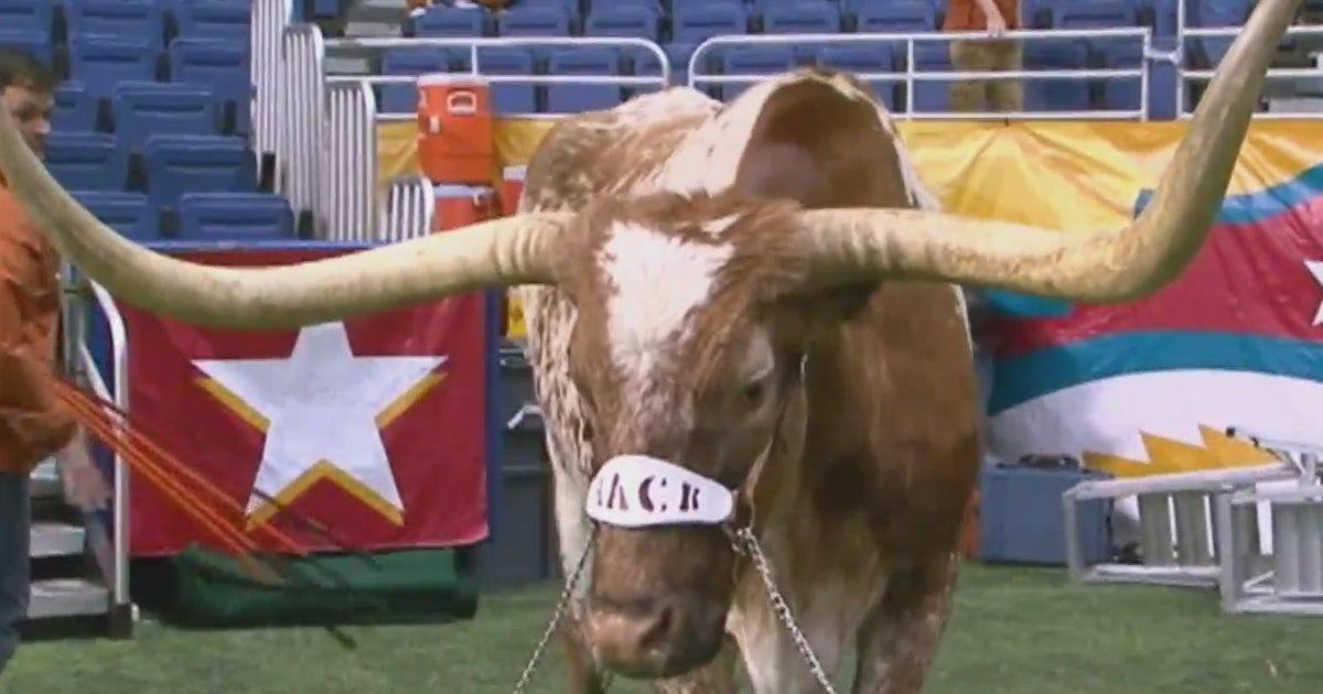 No room for beloved UT mascot Bevo at SEC Championship - CBS Texas