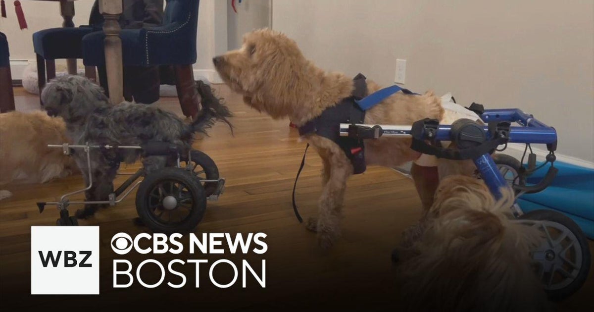 Saugus animal rescue helps disabled senior pets - CBS Boston