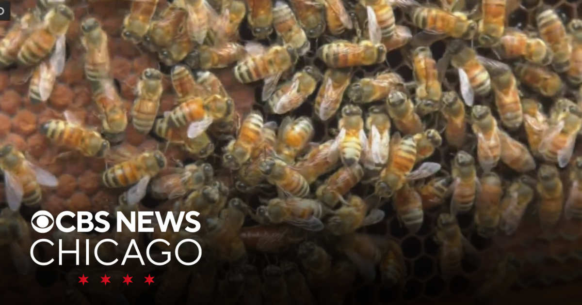 New bee exhibit comes to Brookfield Zoo - CBS Chicago