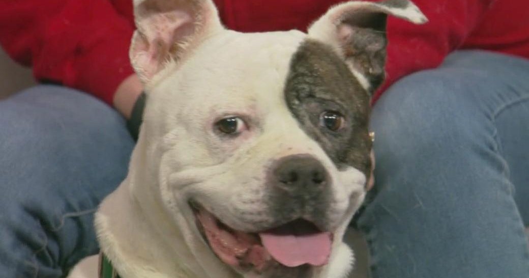 Maryland SPCA introduces a pet that is up for adoption - CBS Baltimore