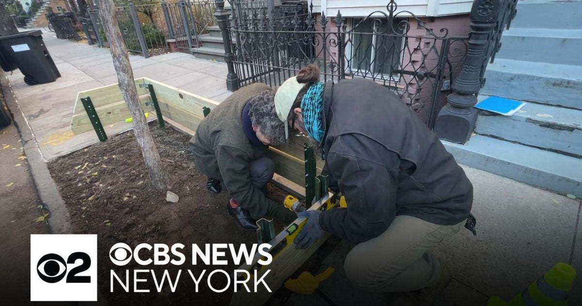 Nonprofit helps Brooklyn residents protect vulnerable new trees - CBS ...