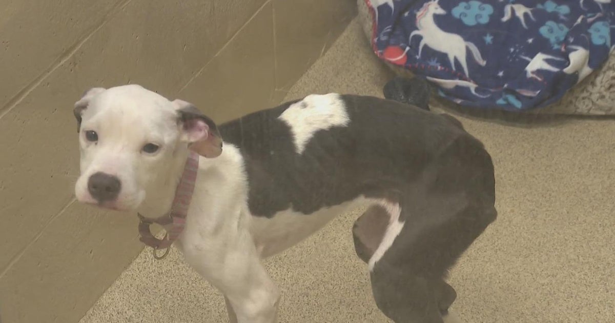 9 young dogs found abandoned, emaciated in Beaver County - CBS Pittsburgh