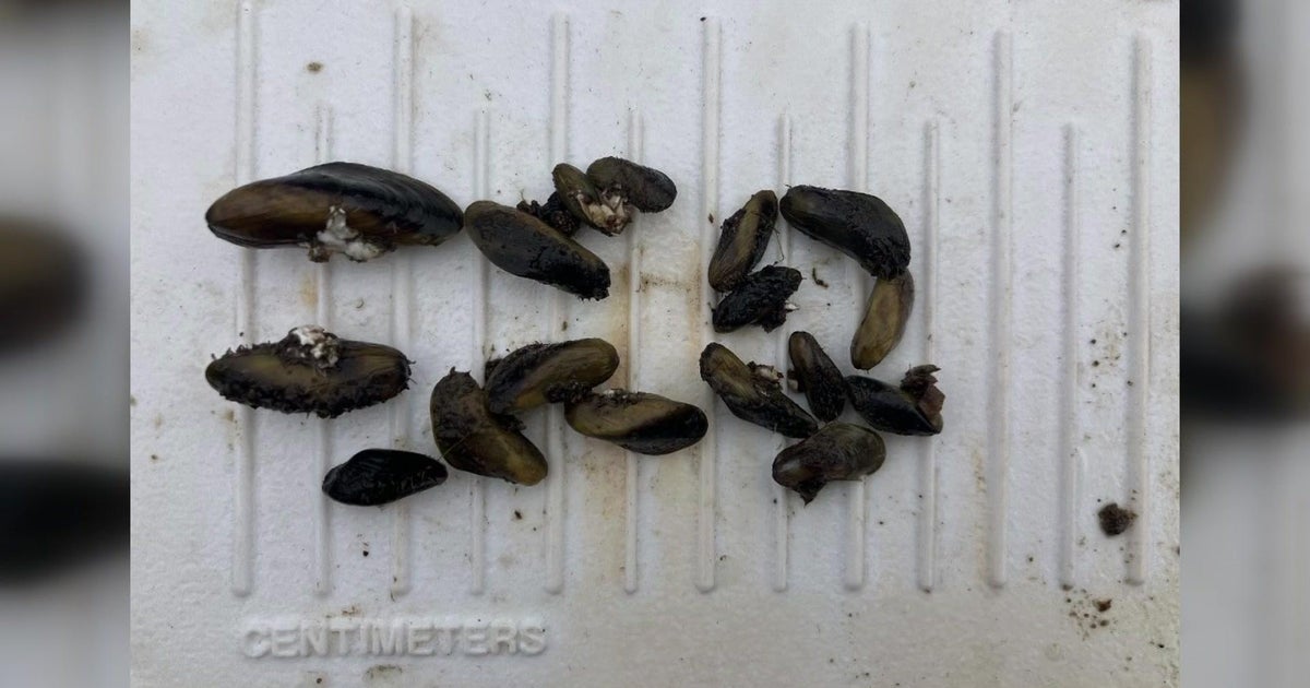 California water officials try to curb spread of invasive golden ...