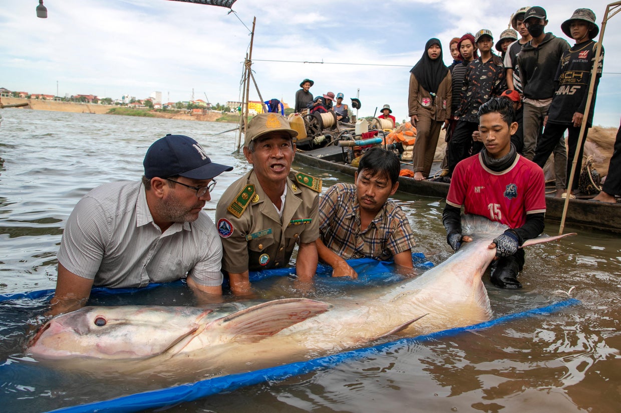 6 endangered Mekong giant catfish — one of the world's largest and ...