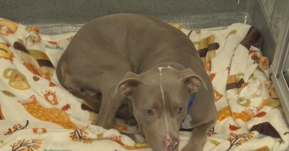 Humane Animal Rescue of Pittsburgh hosts "mega adoption event" ahead of ...