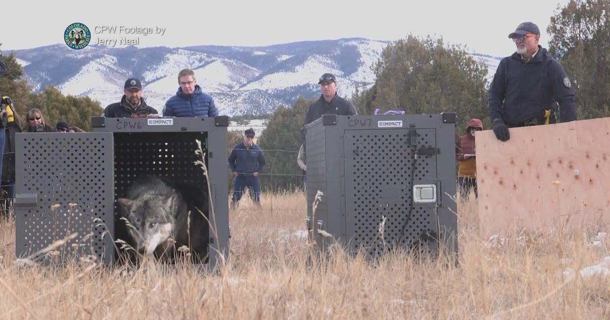 Colorado wolf reintroduction reaches one year mark - CBS Colorado